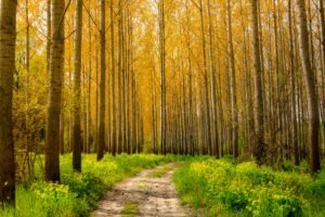 Forgiveness Therapy Steps and Integrations | Dr. Jacobson